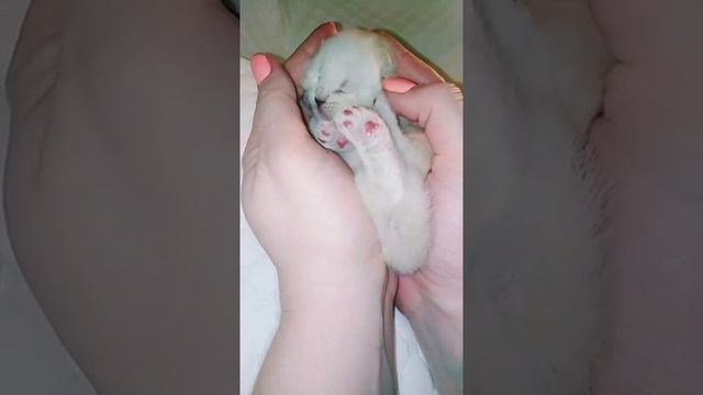 LITER E cattery KOENIG GLANCE 23/08/2018