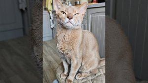 Песня про кота - под под гитару