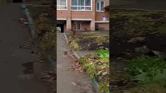 Он просто сумасшедший