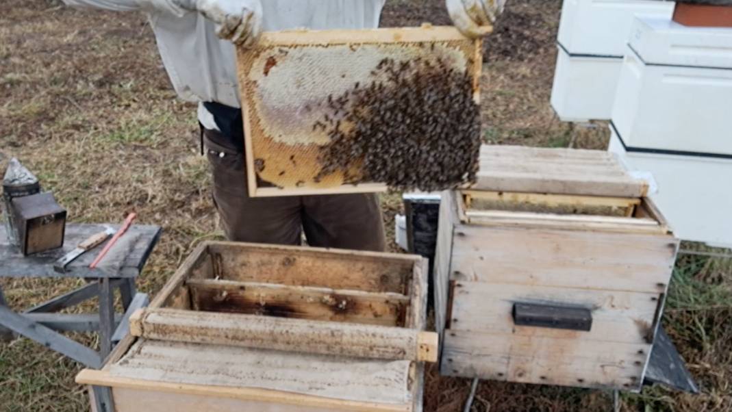 Осеннее объединение пчелиных семей в зиму. Причины, сроки, ожидаемые результаты