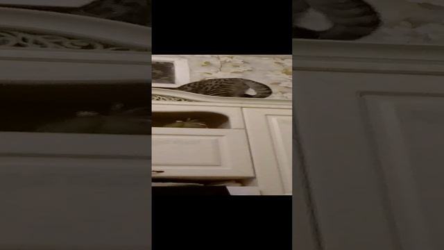 Кошечка Мила 😻.