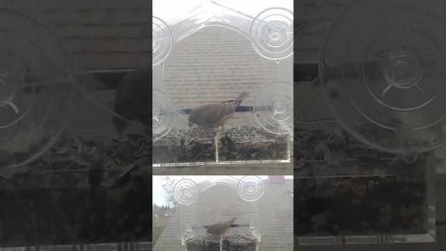 #SecretAvianAgenda #PNWWildlife #Cam #NatureRevelations #SkyMysteries #BirdsArentRea  #americangeo