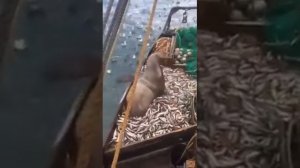 ШОК!!! Рыбаки обалдели от такого улова!!!