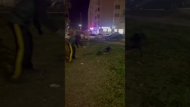 Игра с доберманом, инстинкт добыча