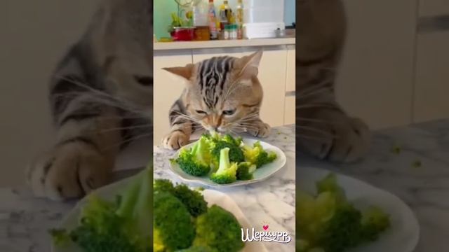 Правильное питание в мире котиков никто не отменял😅        #cat #киса #кот #cats #котики #котя