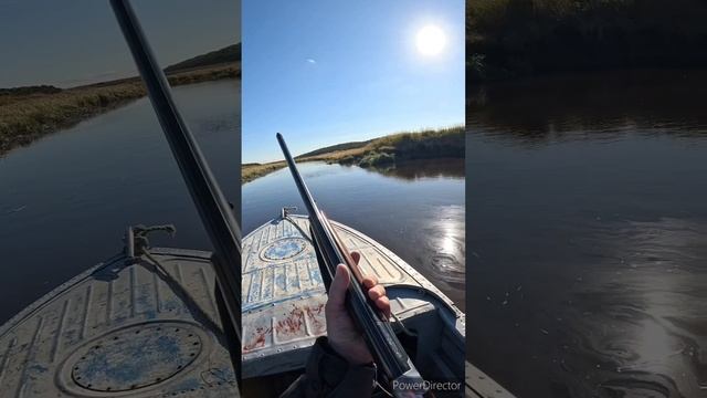 белогоголовая