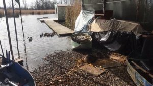 Опять подтопило Дикая стая на кормовом столе р Сосыка