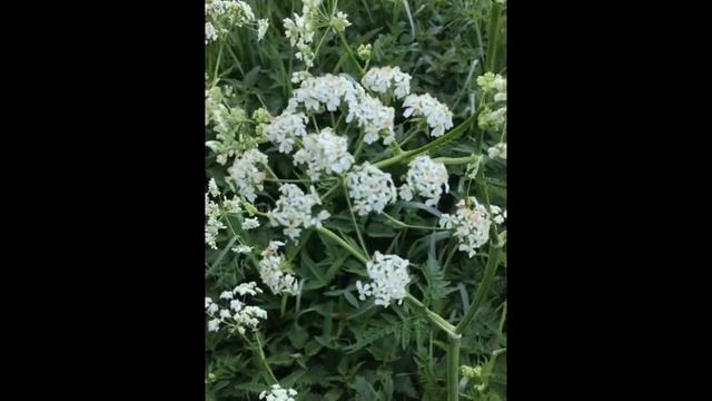 Ленинградская область. Хвойное. 02.06.2024. Луговые растения-купырь болотный