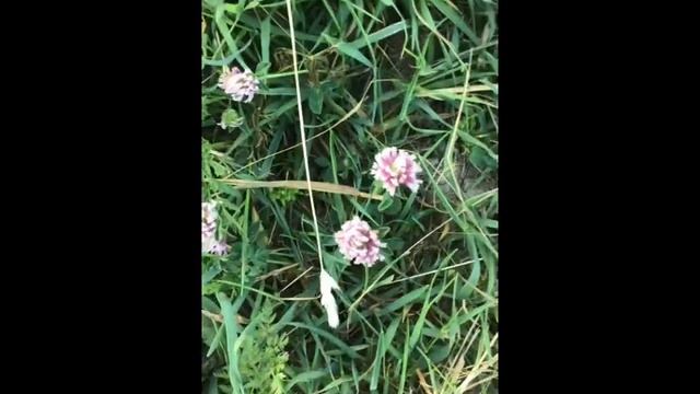 Ленинградская область. Хвойное. 05.06.2024. Луговая трава- клевер гибридный, Шведский