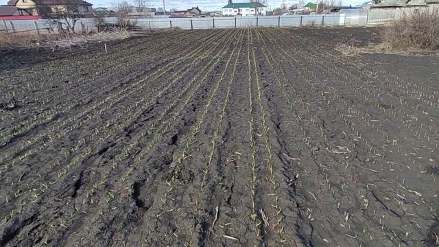 Всходы бульбочки.