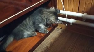 Тренировка с канатом  Кот охотник.