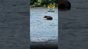 Возвращение нерки.