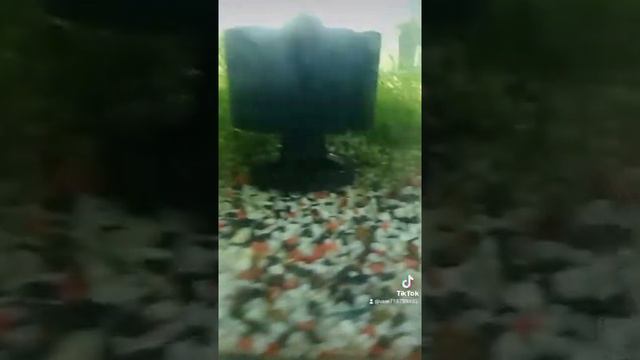 Креветки неокардины