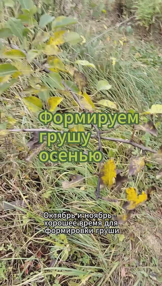 Груша осенью: как формировать грушу #shorts #груша