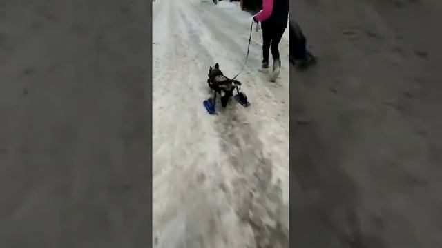 Тимофей встает на лыжи!