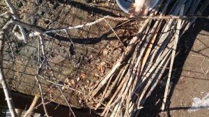 Что делать если вам не нравится плодовое дерево.  Есть выход