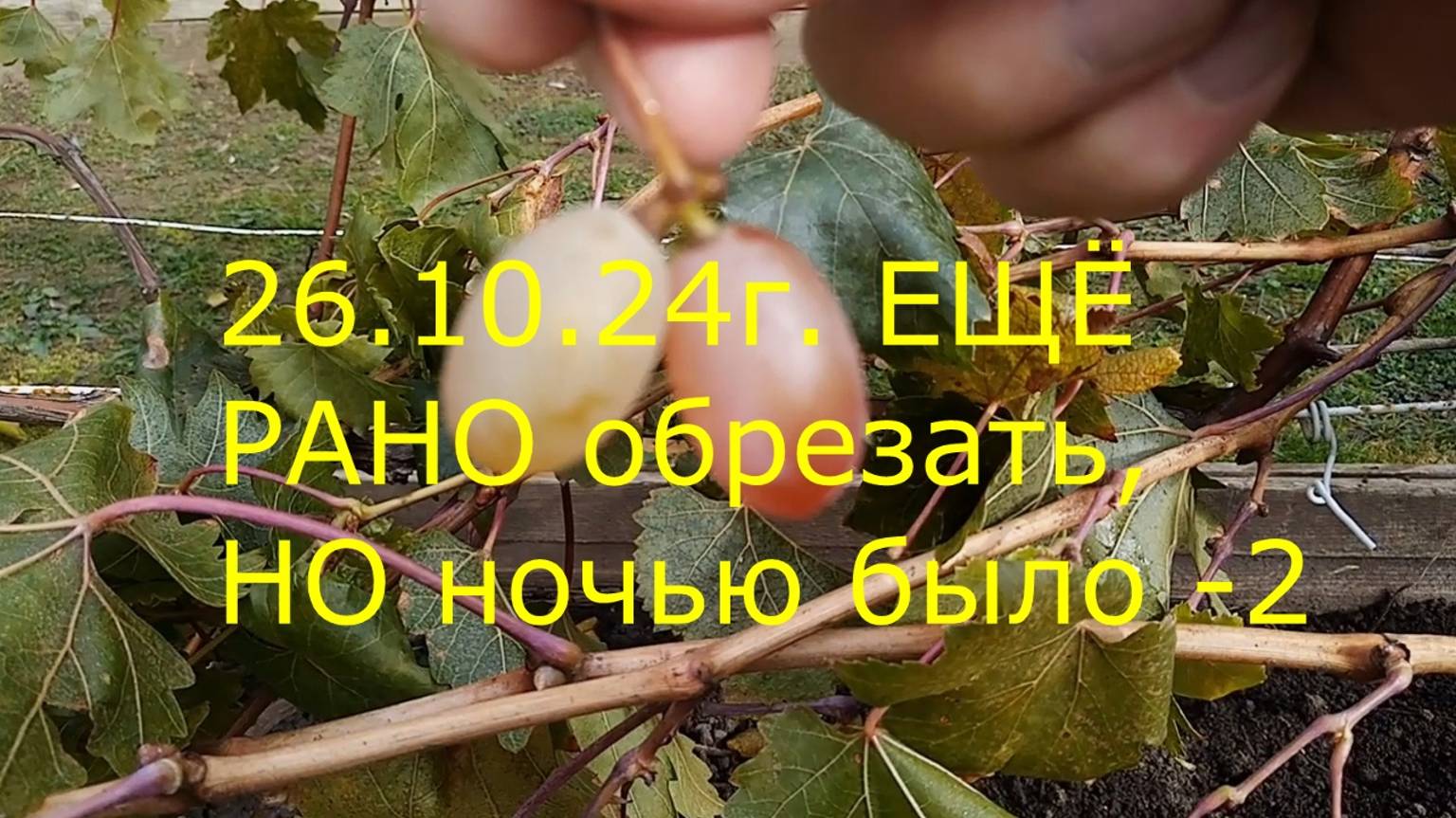 26.10.24г.Ещё рано обрезать,но ночью был мороз -2.к
