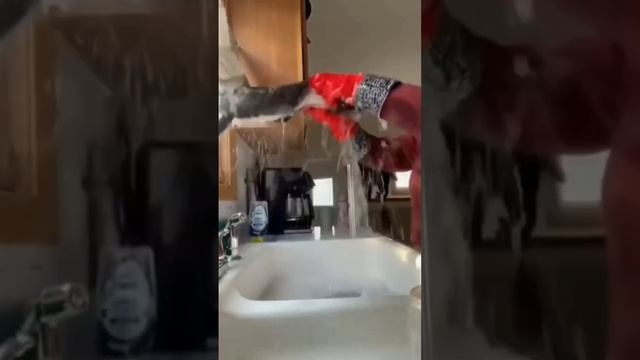 когда заставляют мыться😂😂😂 #кот #вода #дом #кухня