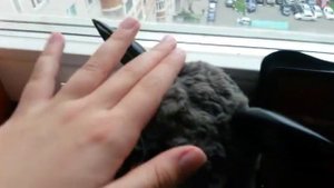 Vlog :  Адская кухня