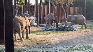 Tour at Dubai Safari Park African Village