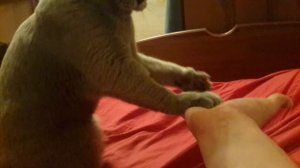 Кот пришёл