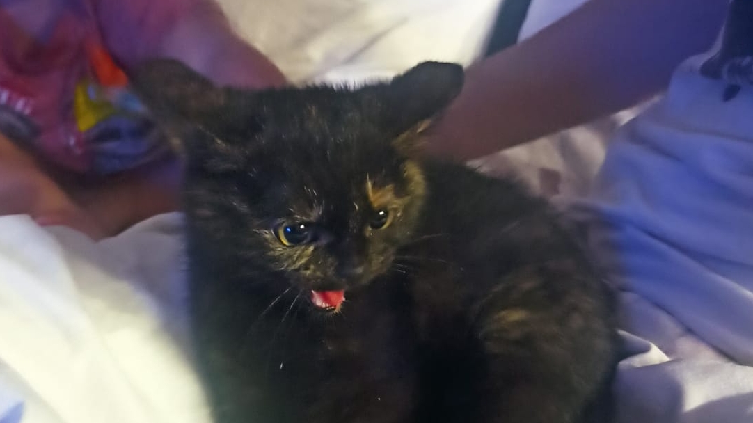 по ревёт долор