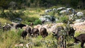 Southern BEAST Male Lions! HUGE Gomondwane And Mazhiti Male Lions! Kruger National Park!