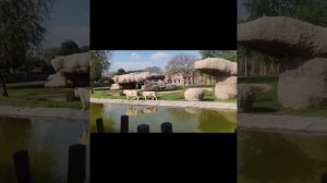 Dubai Safari Park Experience 🎥