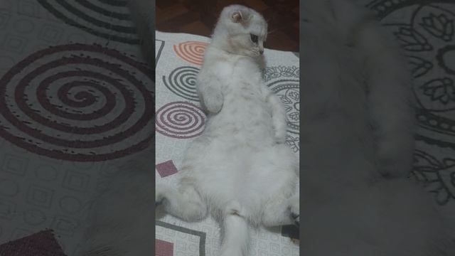 VID 20230903 110914
