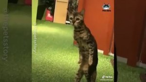 самые смешные , осторожные, вредные коты😼