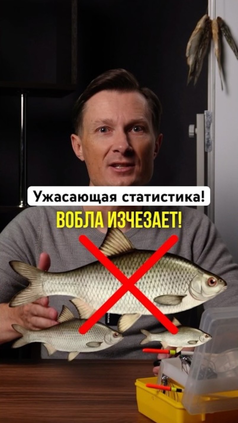 Воблы большое не будет? Как так?