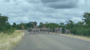 ZEBRA CROSSING@KRUGER NATIONAL PARK/LATEST/AMAZING/CAUGHT ON CAMERA/SAFARI/ONE SWEET WORLD