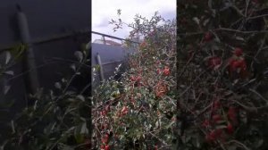 мехмони аз шахр ба деревни /шашлики 🐔 ЕКАТЕРИНБУРГ