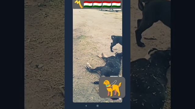 Таджикский собака 🐕🦺 из фильма 🎞 ужасов😊😊😊😊😊