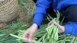 Single mother harvests cove beans for a living, police identify criminals
