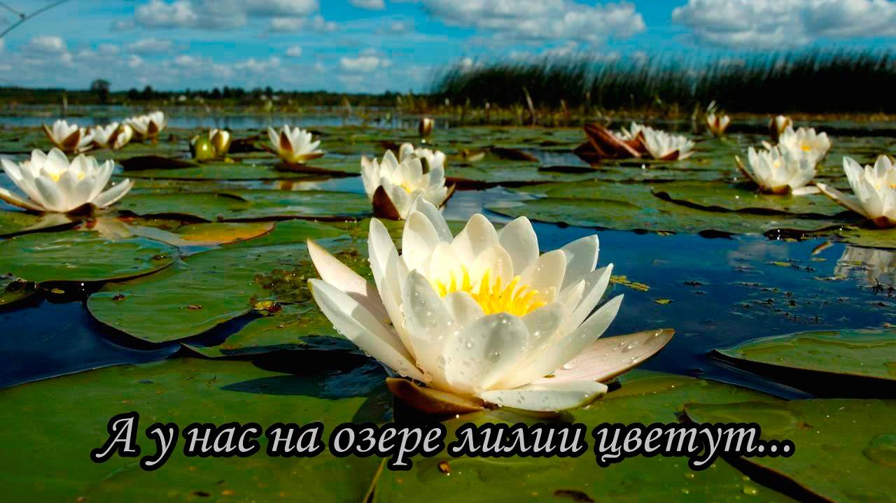 А у нас на озере лилии цветут