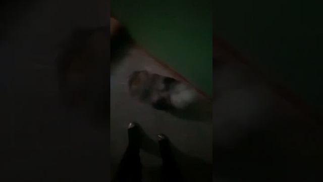 Милый шпиц Маркус встречает свою хозяйку