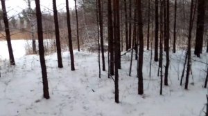 VID 20191124 прогулка в лесу п.  Винзили