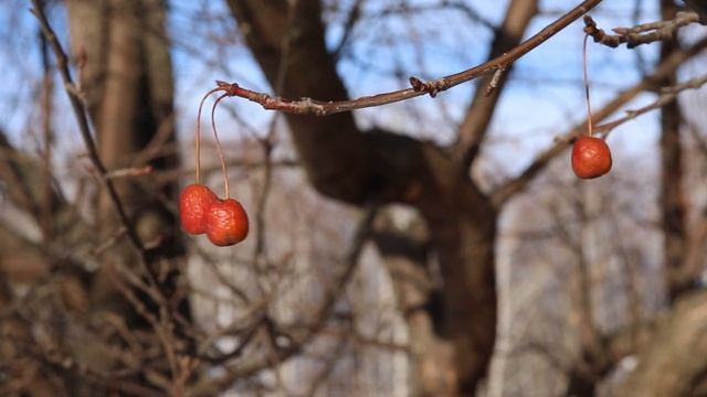 Варган магическая музыка природы и Духи Леса |