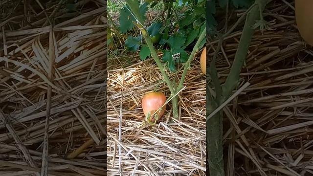 Сорт помидорів Чудо Землі на 03.08.22р. Дніпр.обл