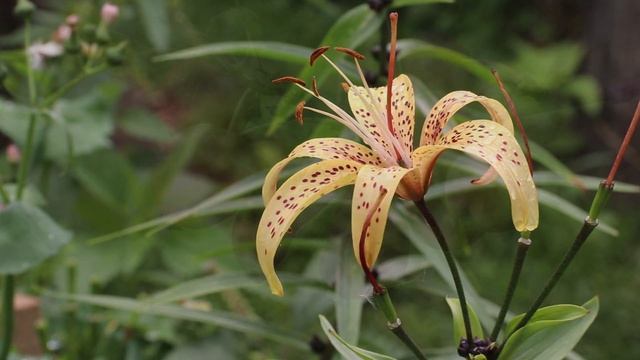 Новые варганные мелодии. Летний день