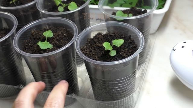 Обзор после пикировки ПЕТУНИИ.  МАРТ. с Татьяной Пивкиной