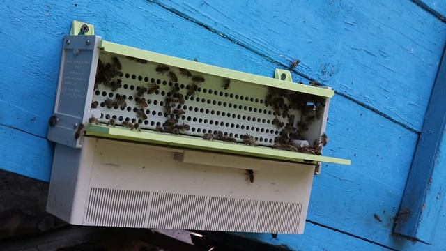 Пчела на моей усадьбе. Заселил пчёл в борть