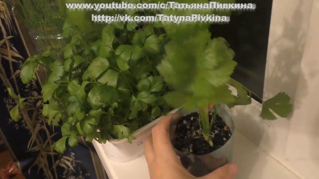 Сельдерей рассада из семян. 30 апреля с Татьяной Пивкиной
