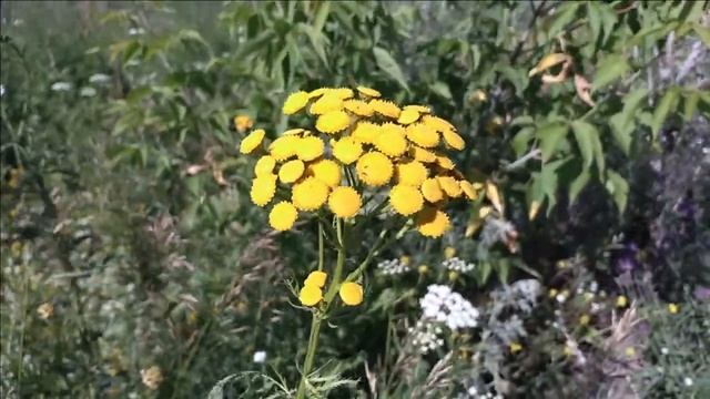 Растения Сибири | Местная флора