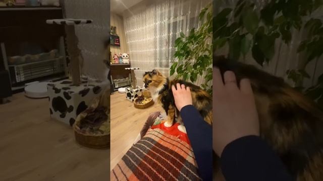 Кошке Фвне делают хвать, а она пытается сделать кусь)) #shorts #cat #кошки
