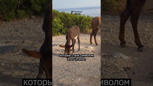 Полуостров Карпаз на Северном Кипре #северныйкипр #жизньнасеверномкипре #travel #природа