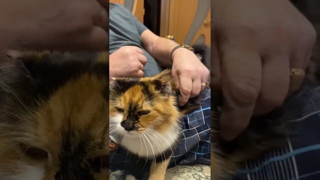 Кошка Фаня релаксирует пока ее вычесывают
