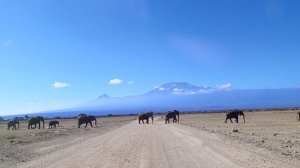 Gentle giants of Amboseli @AmboseliTrust @bbcearth @NatGeoWild @bookingcom