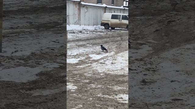 Ворона ругается на парковке, видимо чем-то недовольна